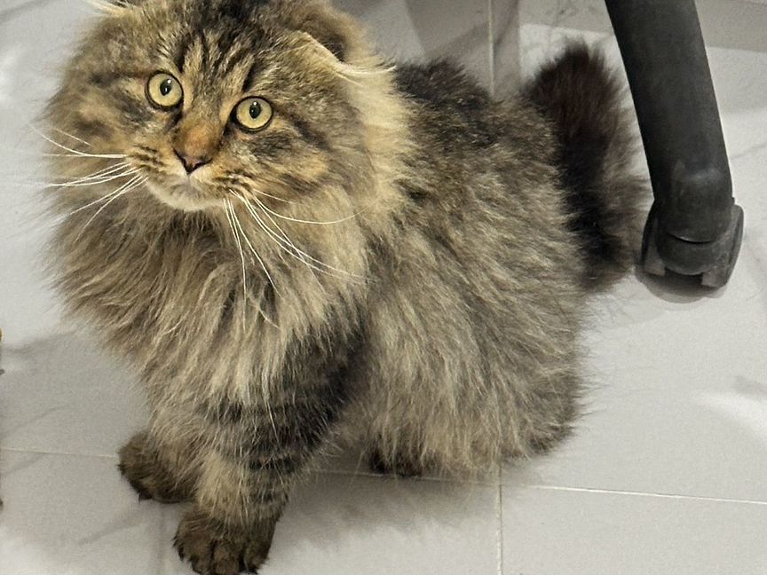 Кот породистый