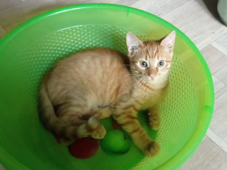 Оранжевые котята