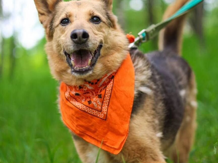 Ласковая собака грустит в приюте