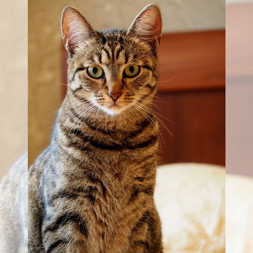 Кошка Шанель