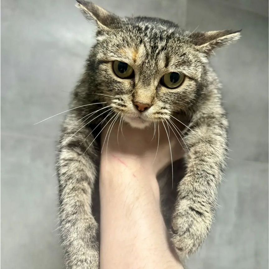 Взрослая, кошка в добрые руки