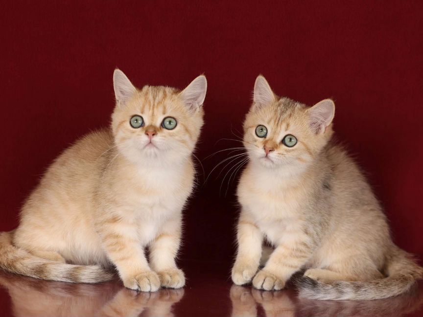 Британские котята золотая шиншилла