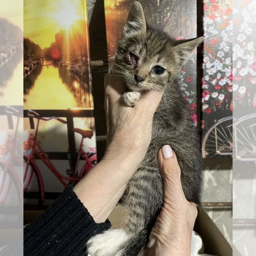 Котёнок в добрые руки