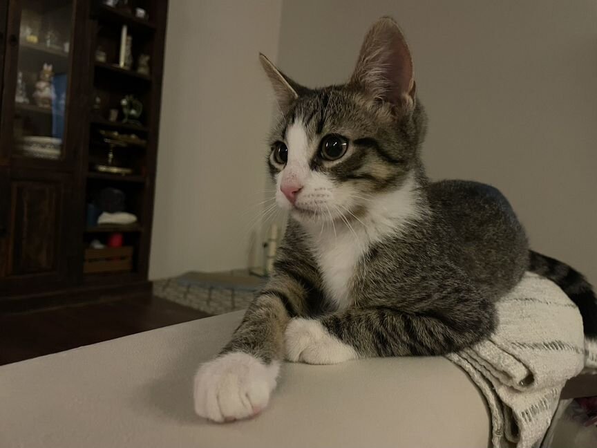 Васятка-кот копаньон