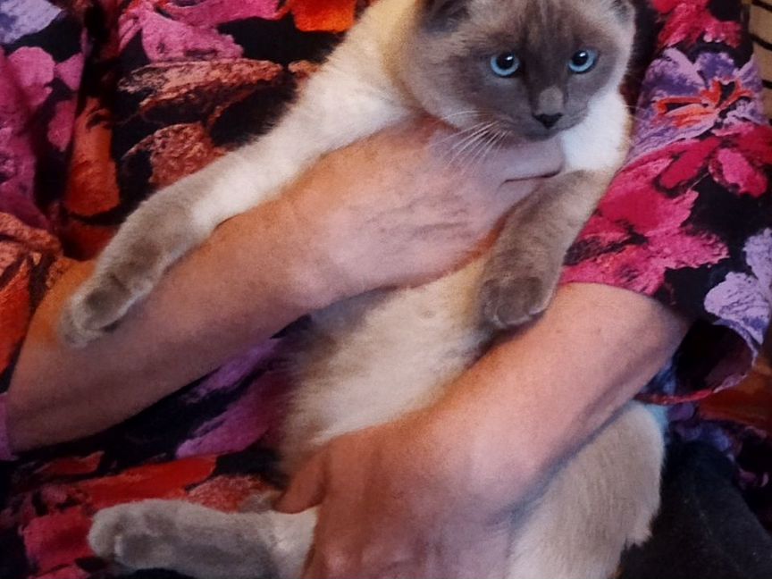 Шотландская вислоухая кошка ищет котика для вязки