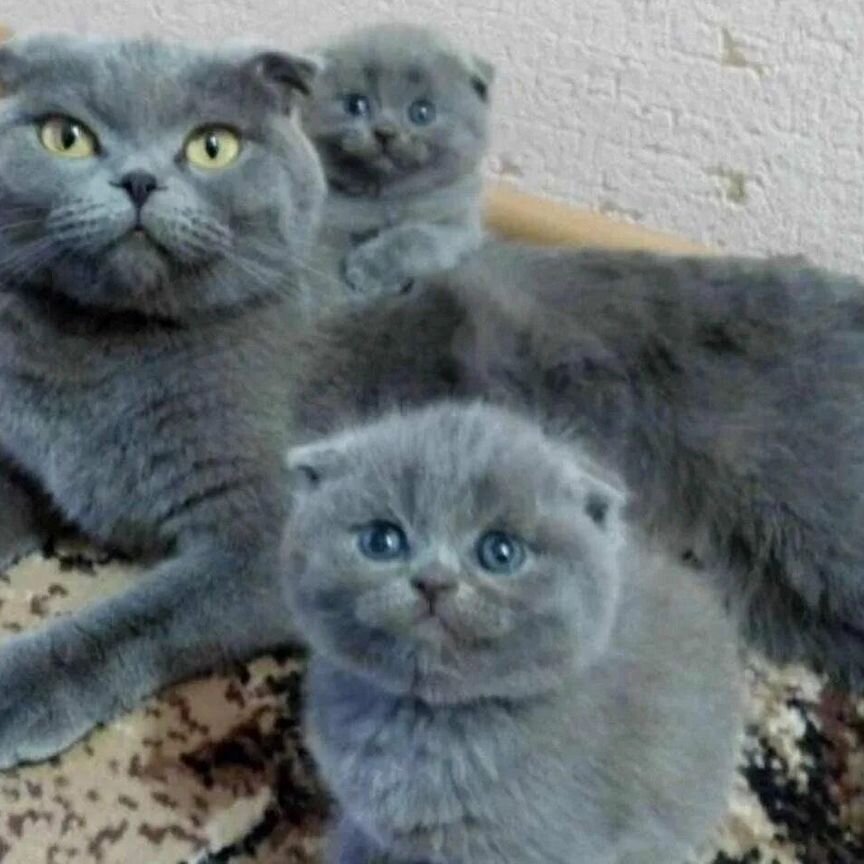 Шотландские голубые котята