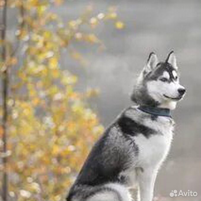 Хаски потеряшка в Солнечном