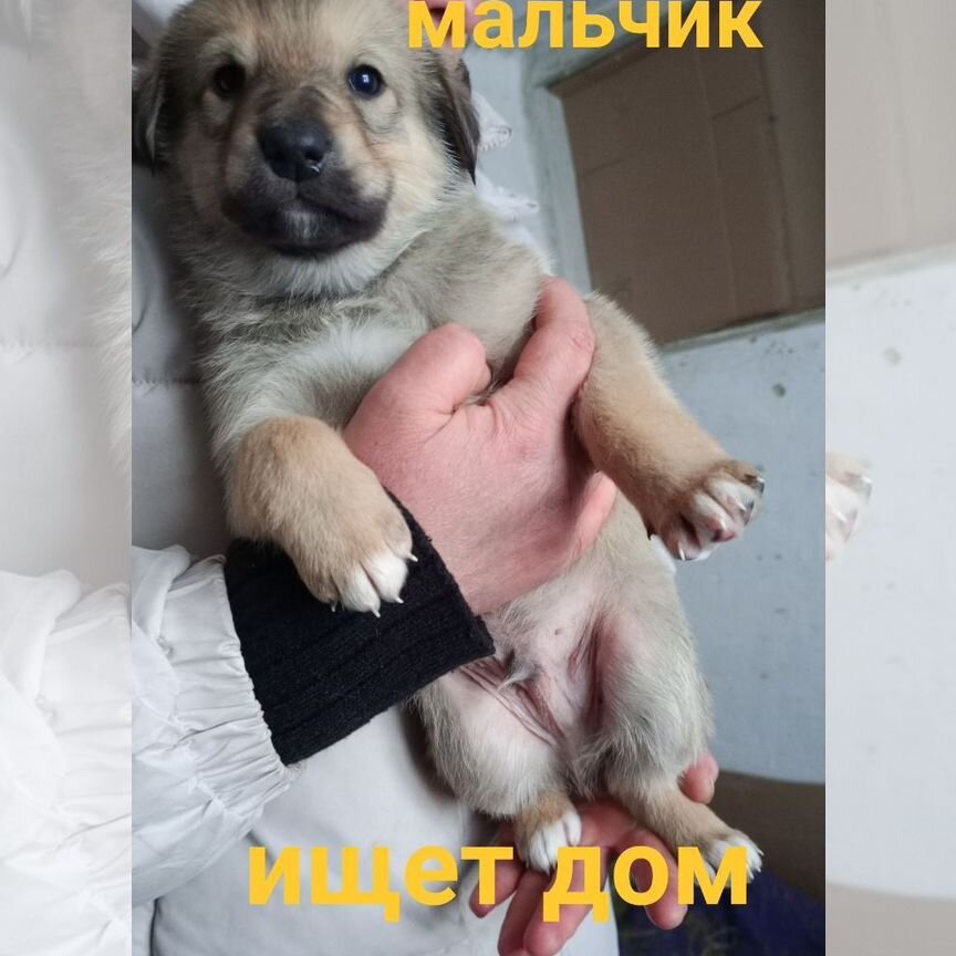 Щенок в добрые руки