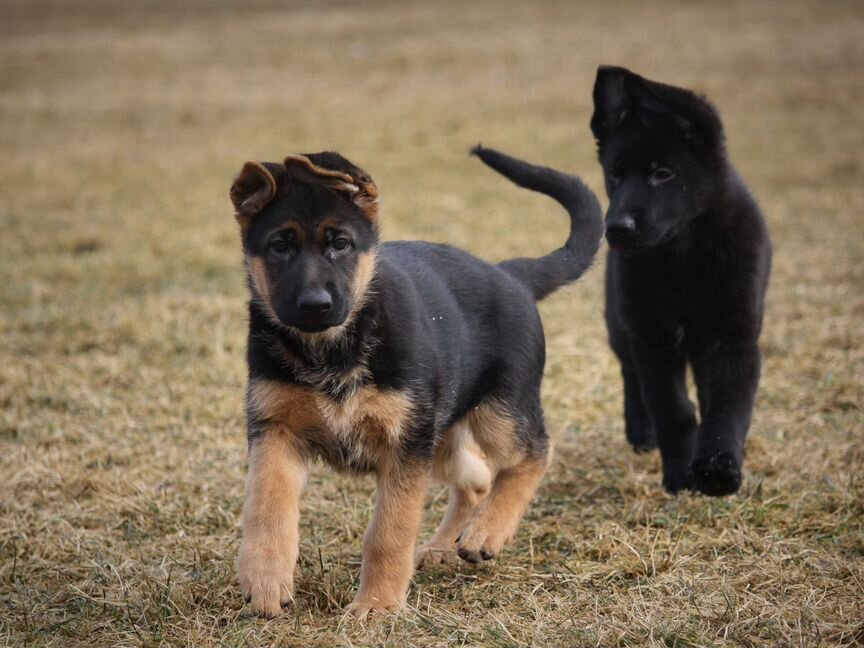 Немецкие овчарки -разный окрас - щенки
