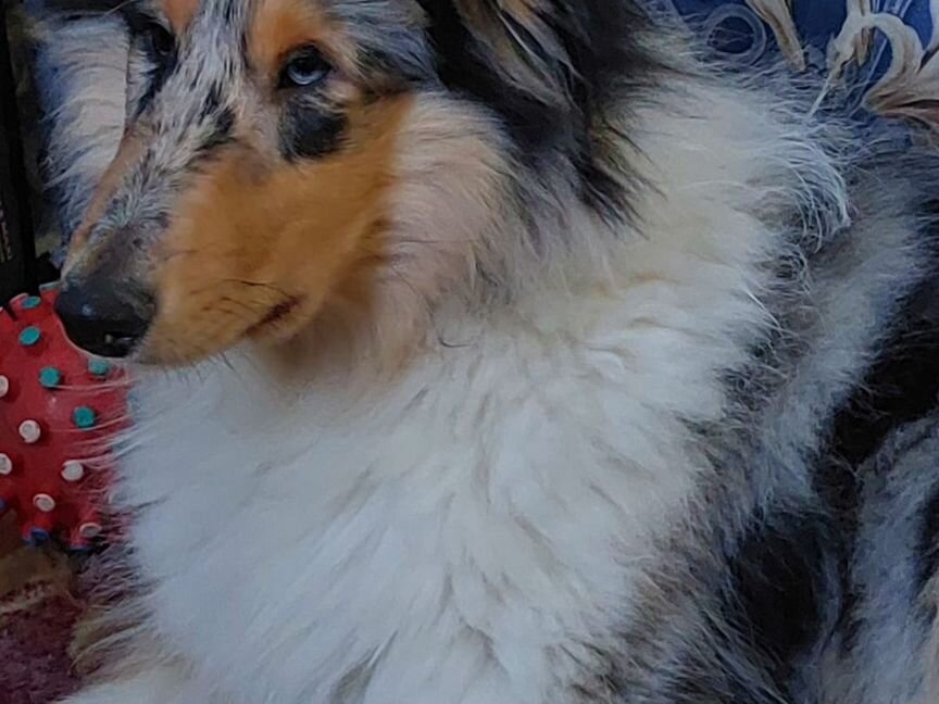 Щенки колли