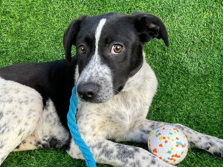 Метис курцхаара