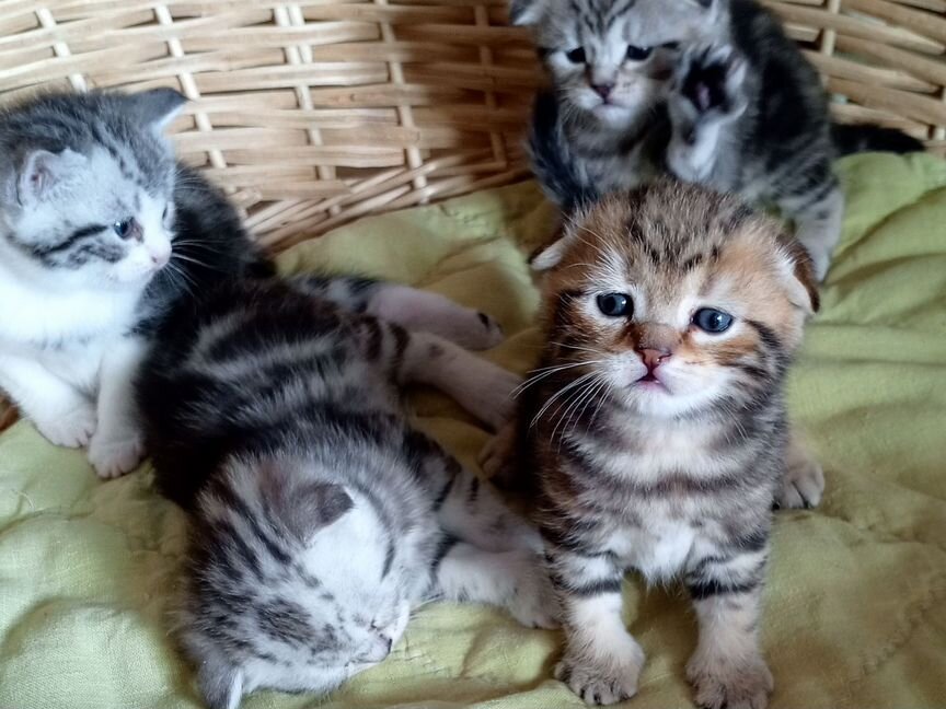 Шотландские вислоухие котята