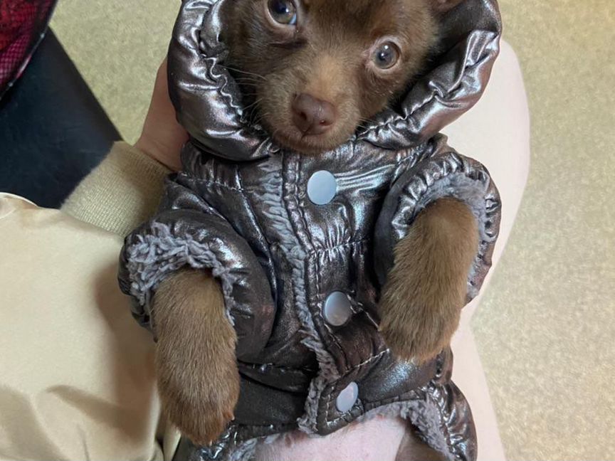 Одежда для маленьких собак