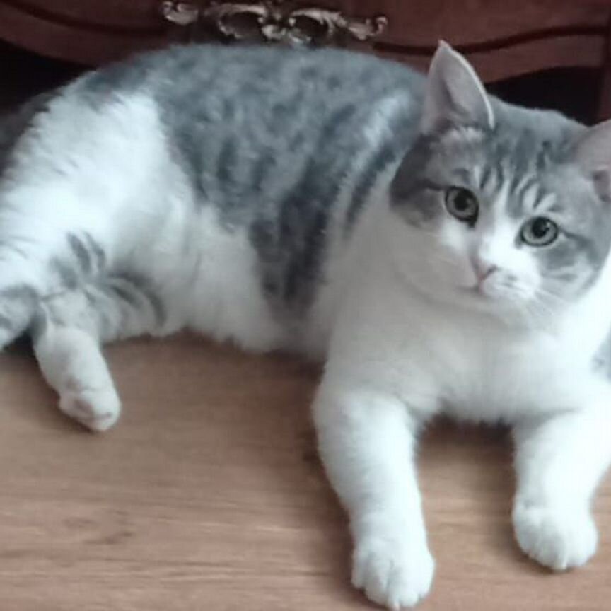 Котик Аркадий