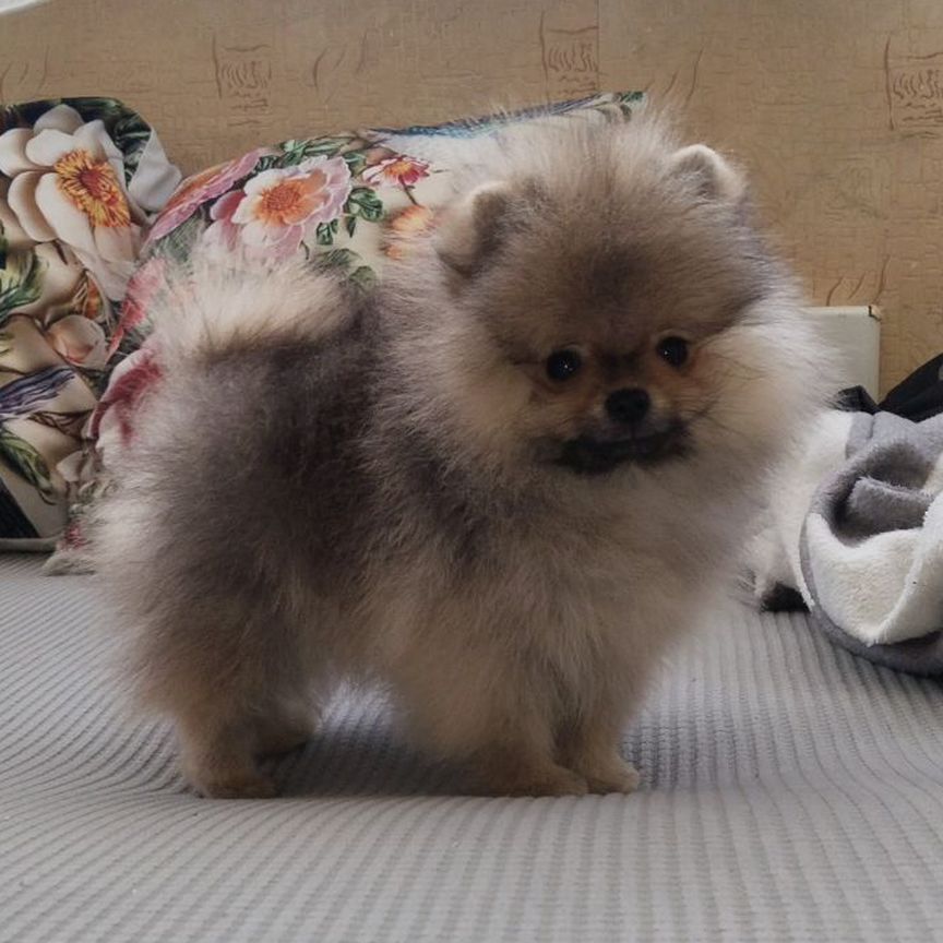 Померанский шпиц, щенок