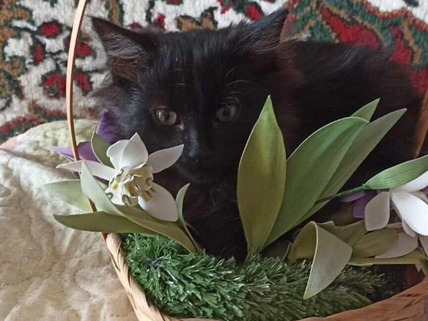 Черный котенок-девочка, спасена с улицы