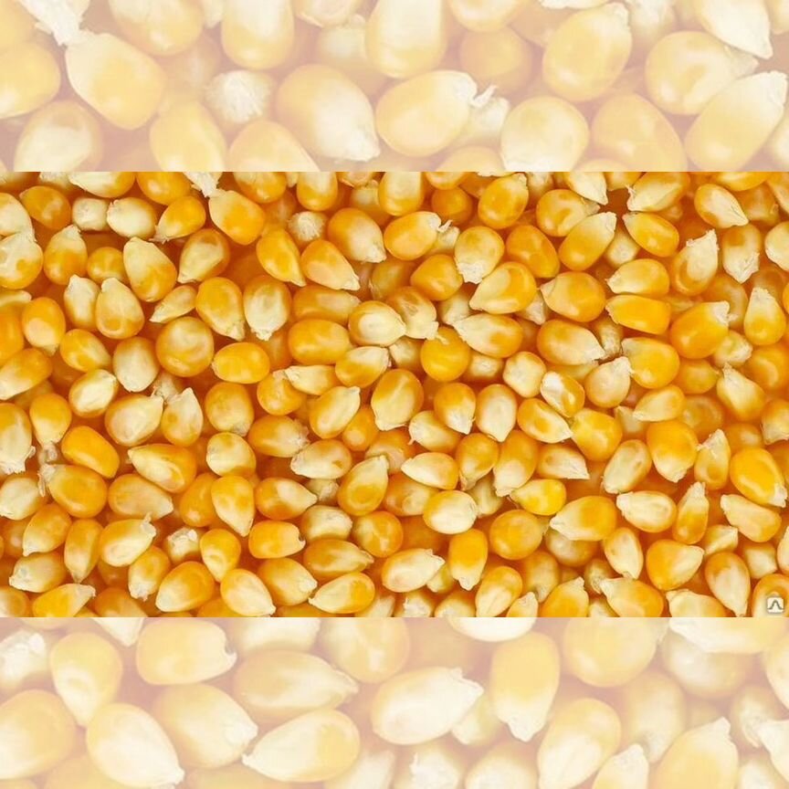 Кукуруза на корм