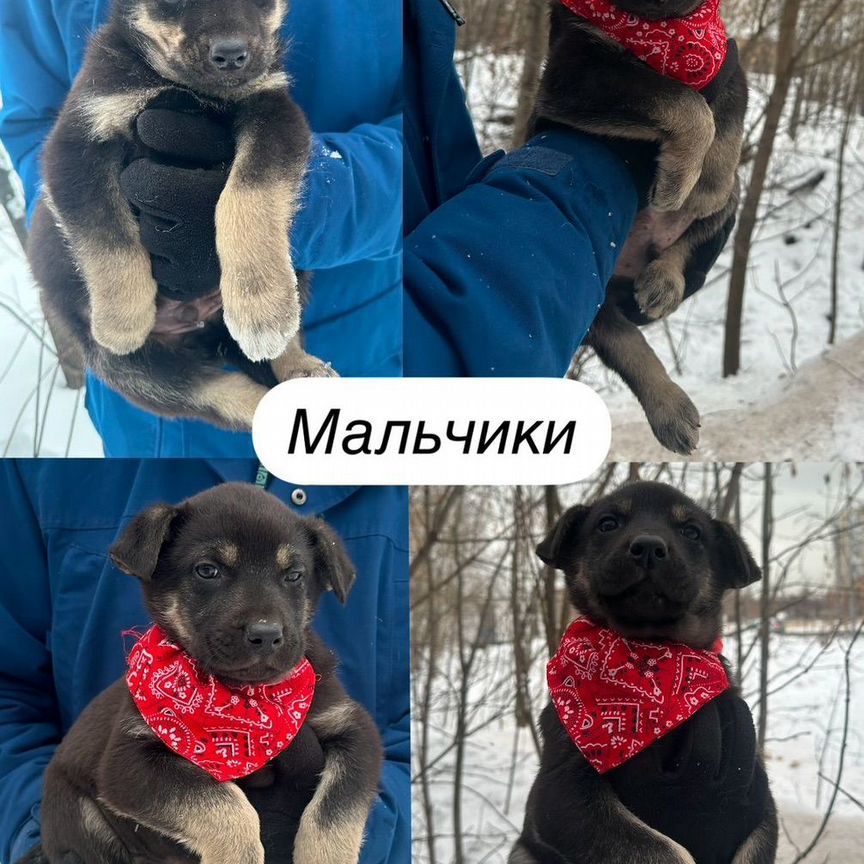 Щенки. Подарите им жизнь