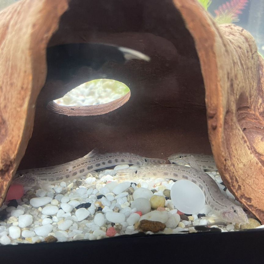 Живая рыба вьюн