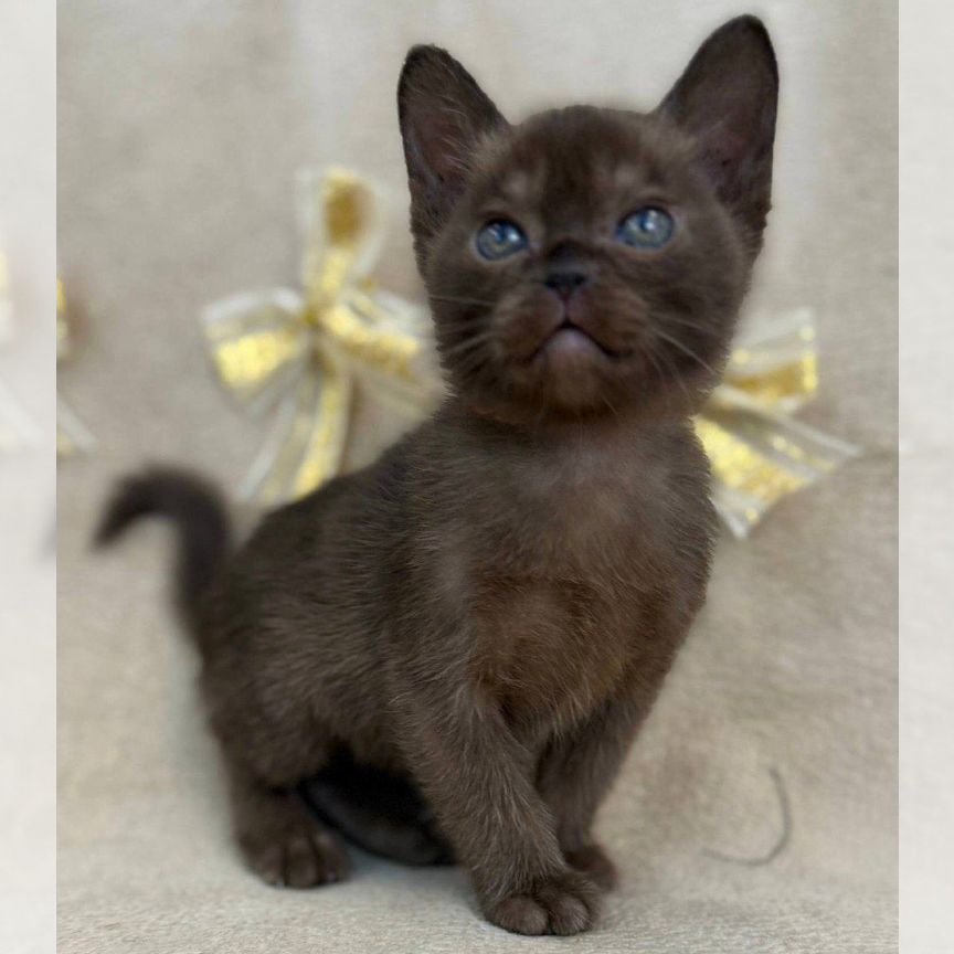 Европейский бурманский котёнок