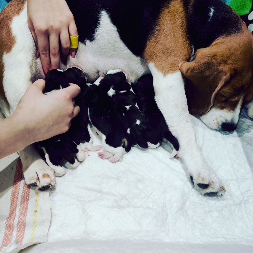 Щенки бигля с документами