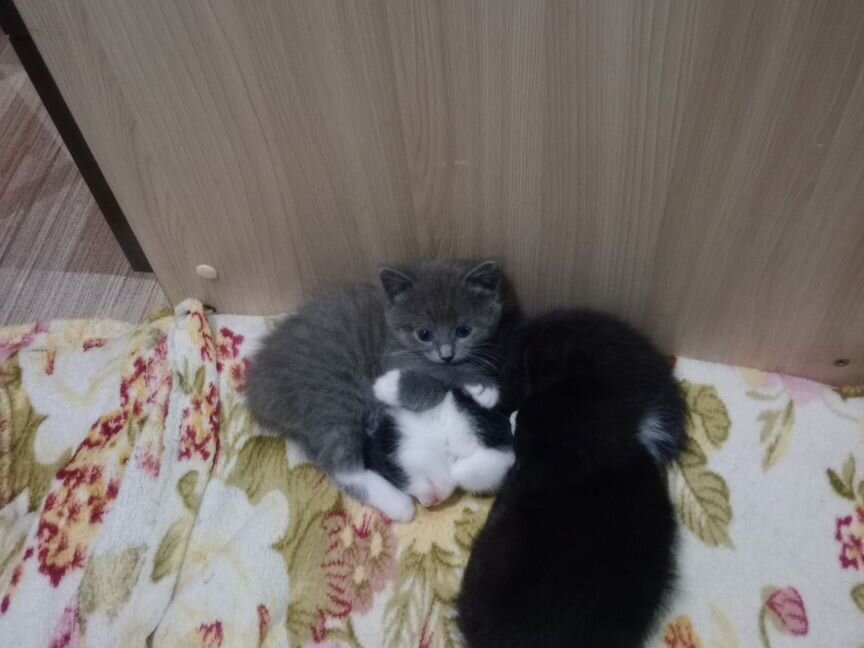 Котята от полу британки кошки