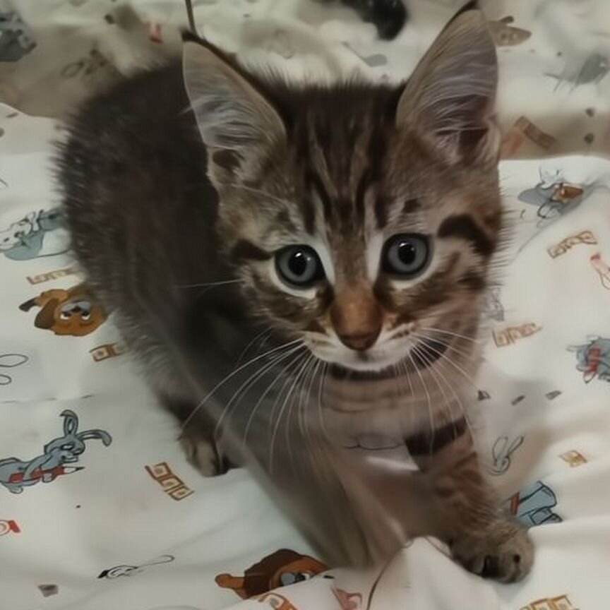 Котёнок в добрые руки