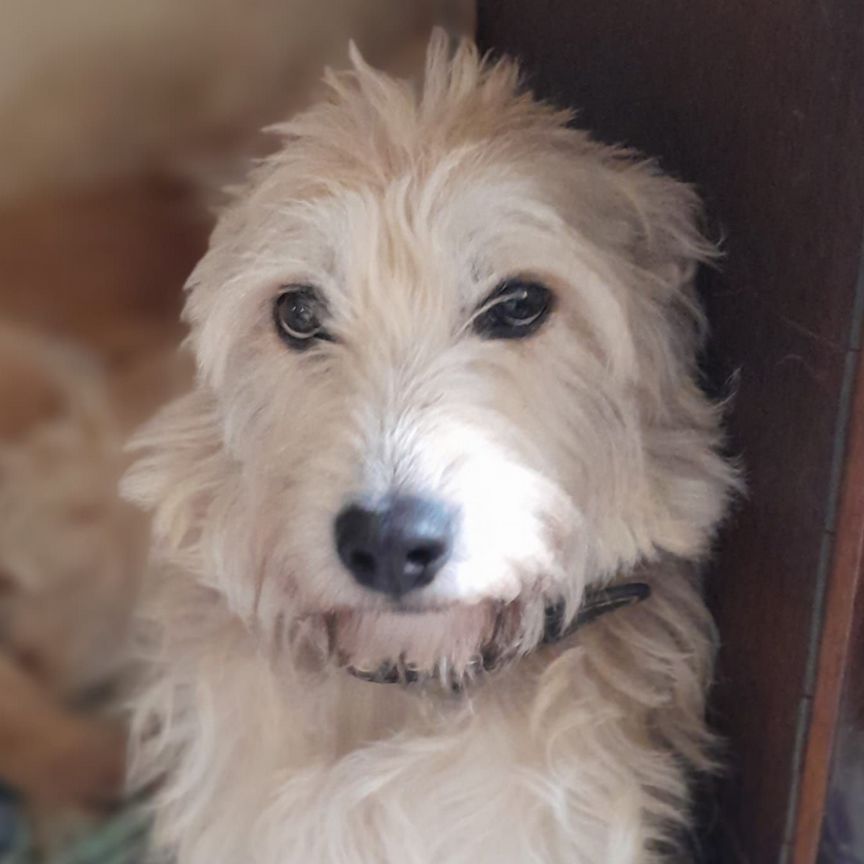 Идеальная собака из приюта ищет дом/передержку