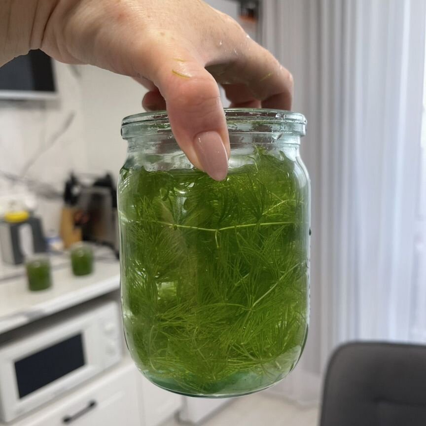 Роголистник