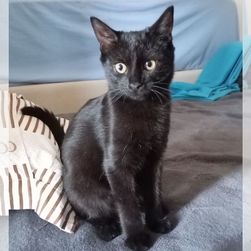 Пристрой кошки