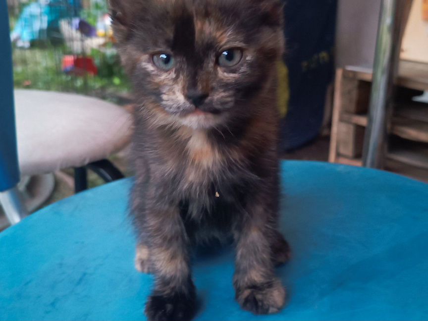 Котенок в добрые руки