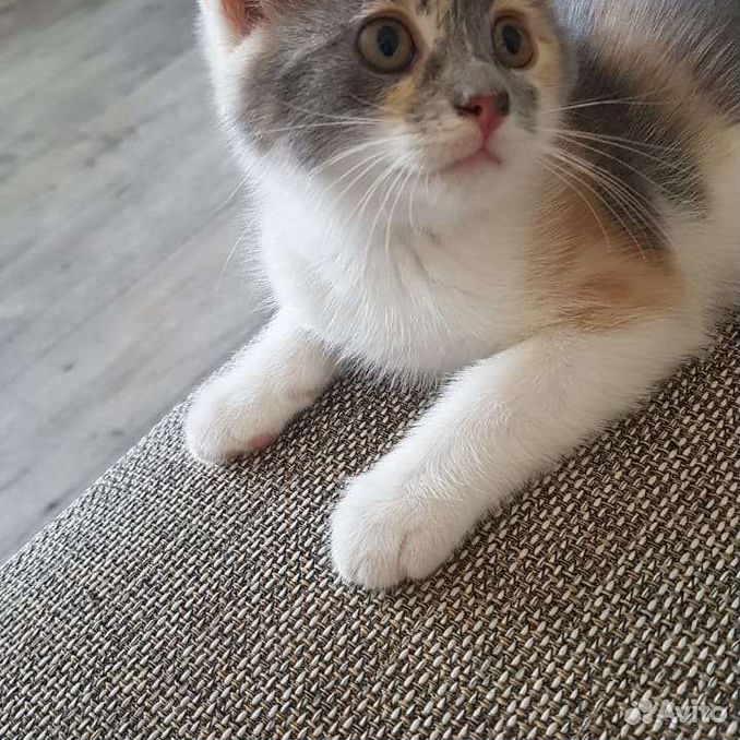 Няшные котятки только в добрые руки