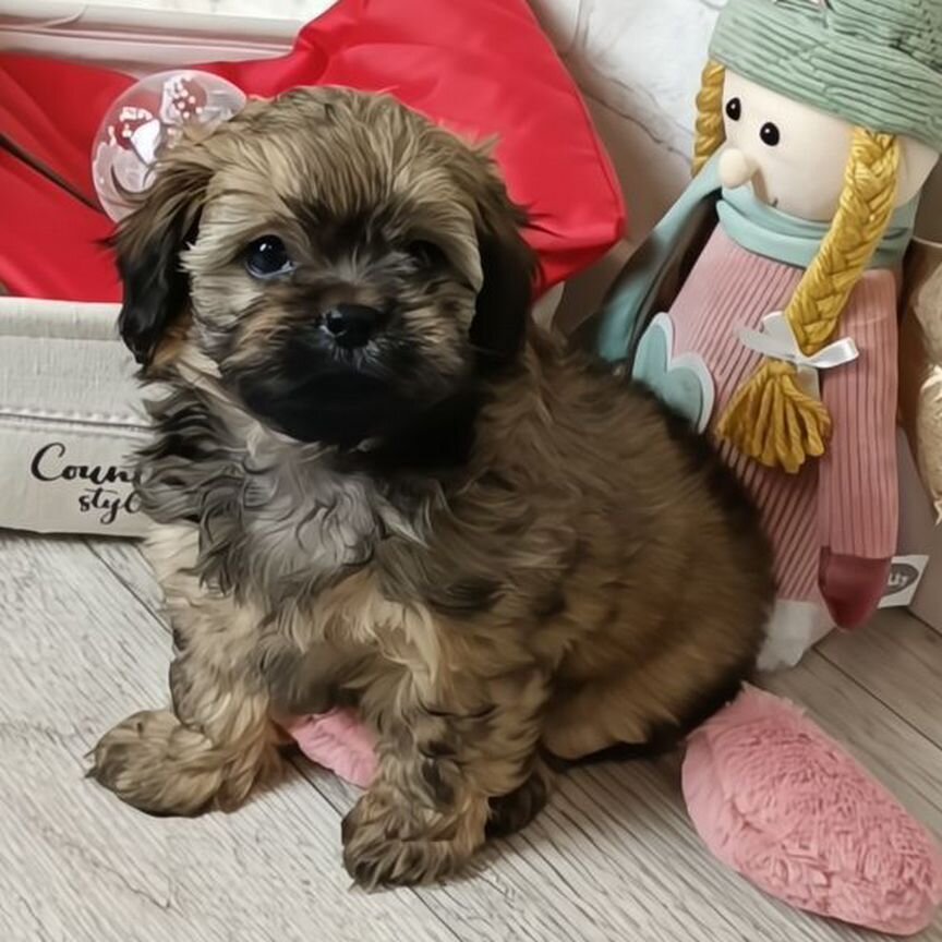 Мальтипу, щенок