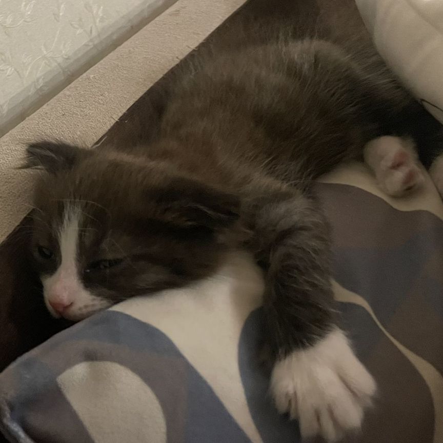 Котёнок в добрые руки