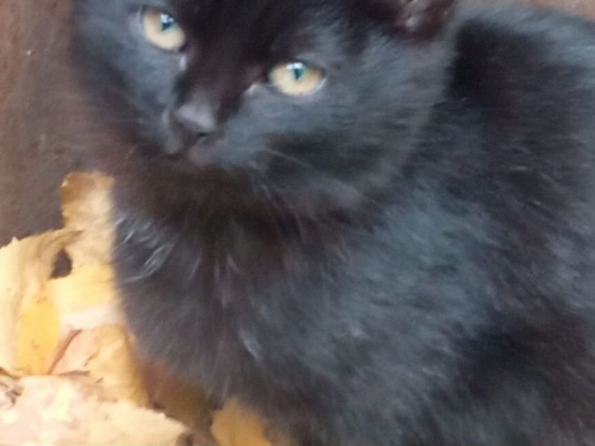 Котята в добрые руки 3,5 мес