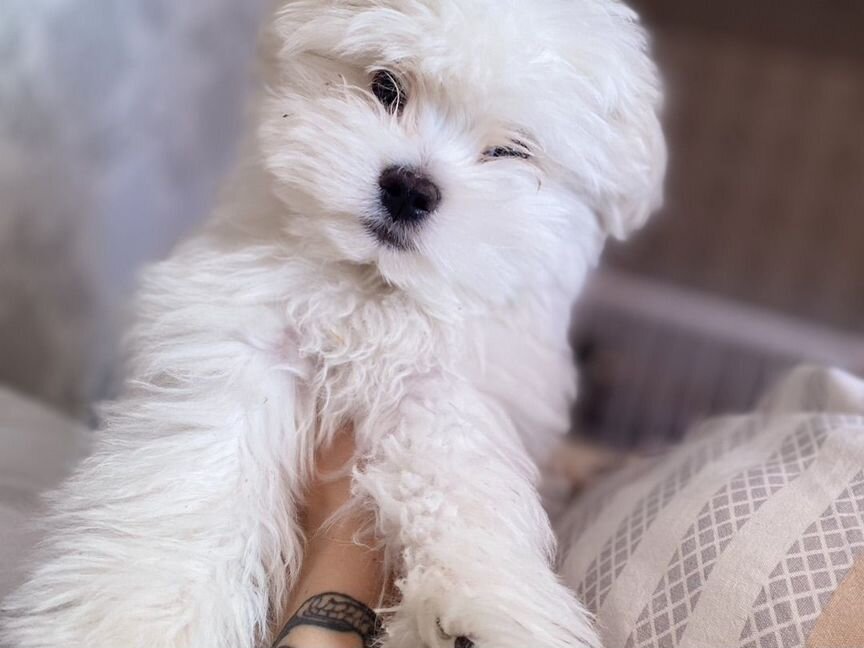 Мальтийская болонка мальтезе мини