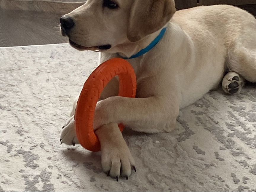 Лабрадор 9 месяцев