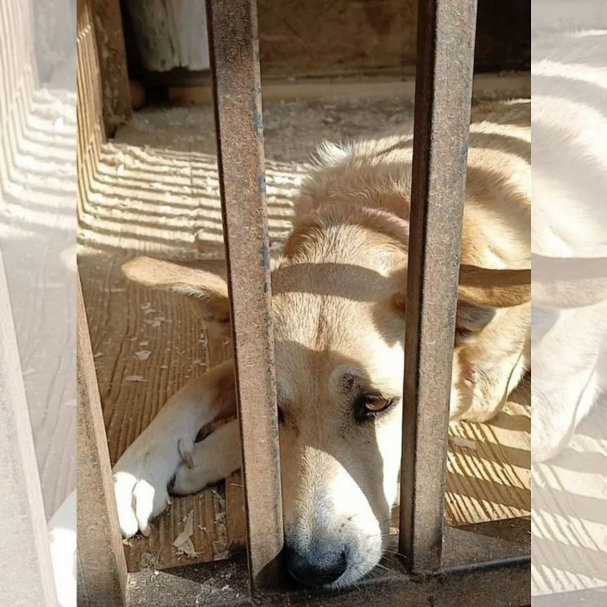 Взрослый пёс в добрые руки