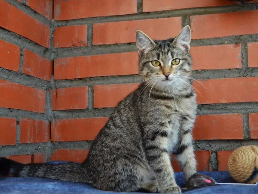 Отдам котенка подростка