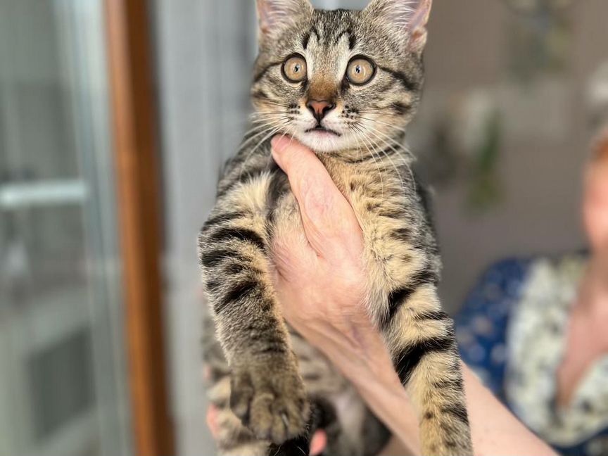 Кузьма ищет дом