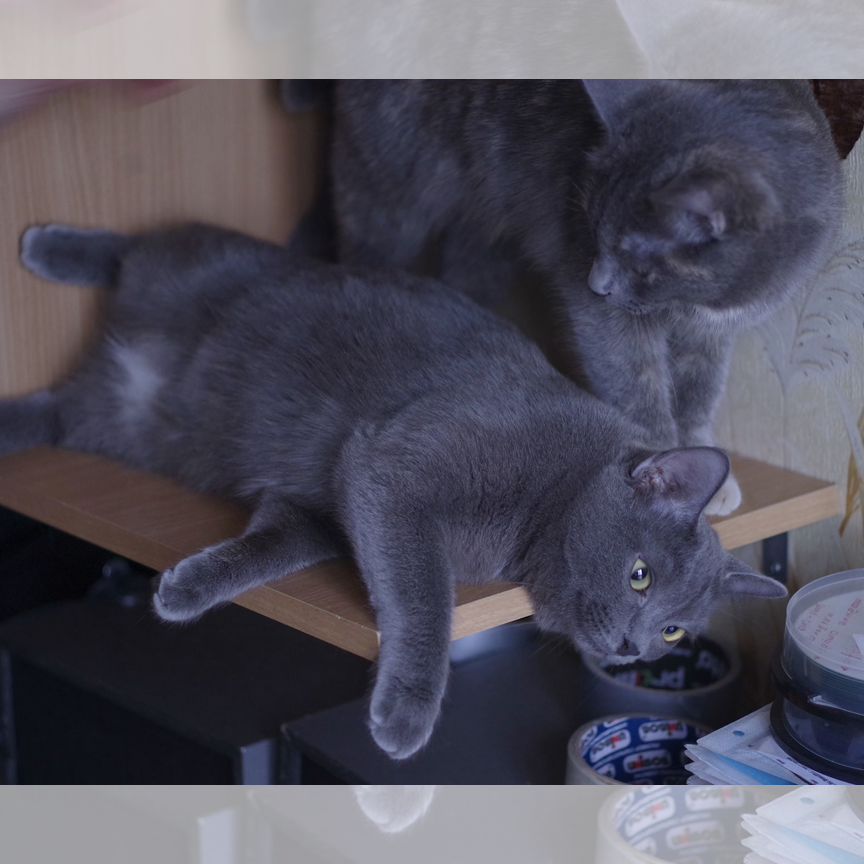 Молодые,13 мес,кошечки-неразлучники стерилиз.в сем