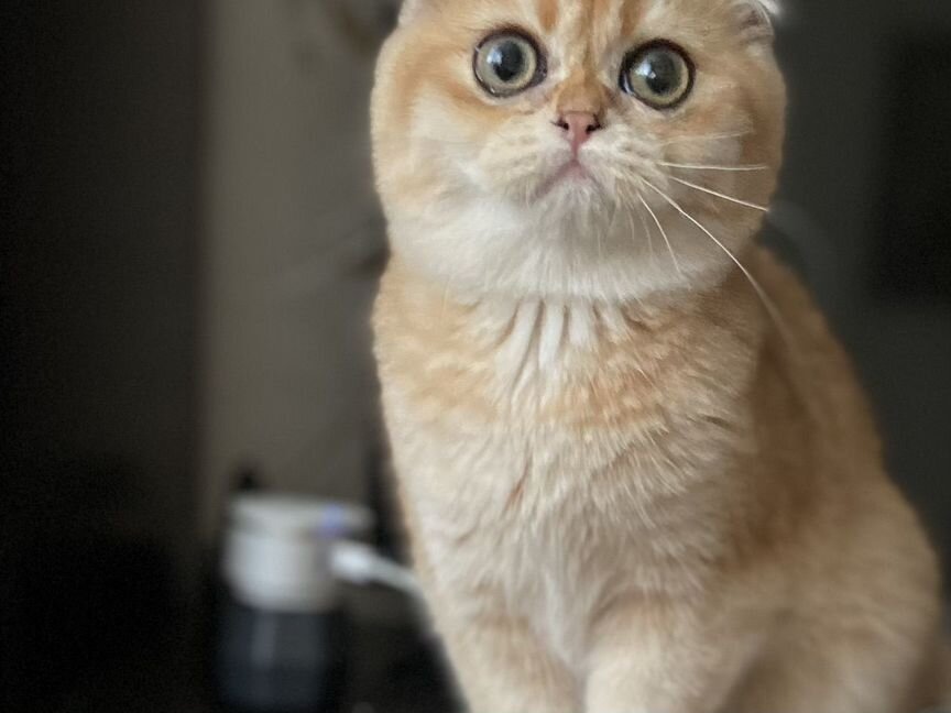 Шотландская кошечка Фортуна