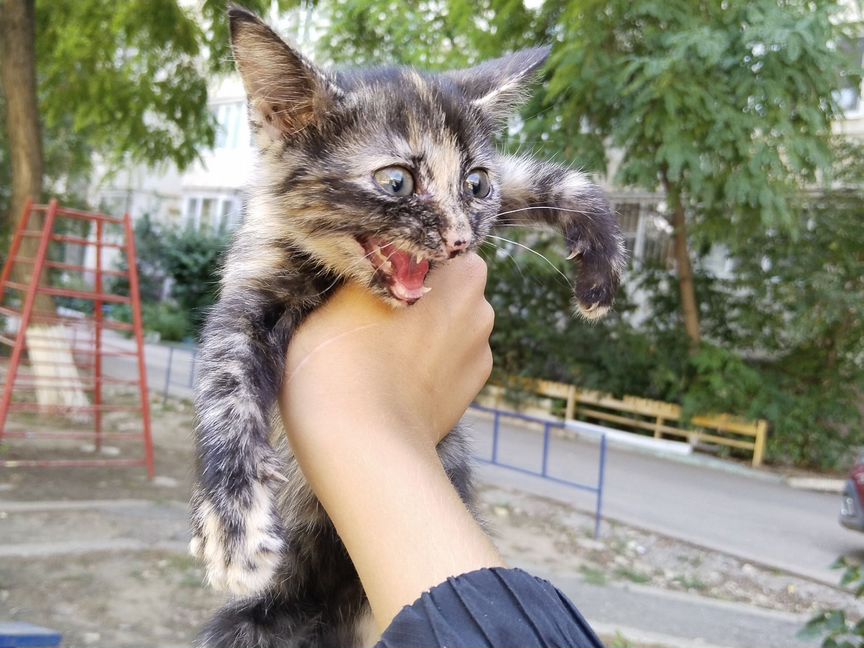 Нашел котёнка девочка отдадим в хорошие руки