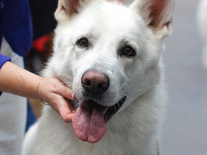 Кобель Белой Швейцарской овчарки для вязки