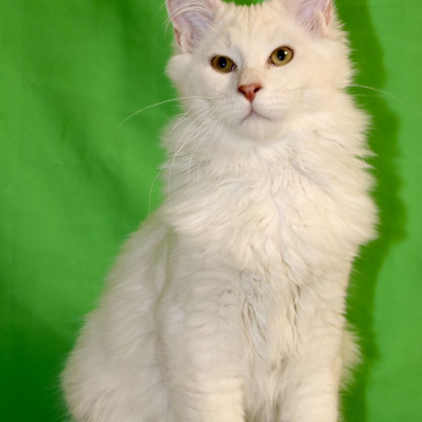 Мейн-кун котёнок