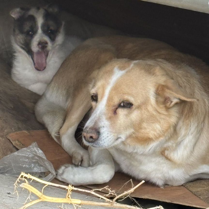 Щенок в добрые руки