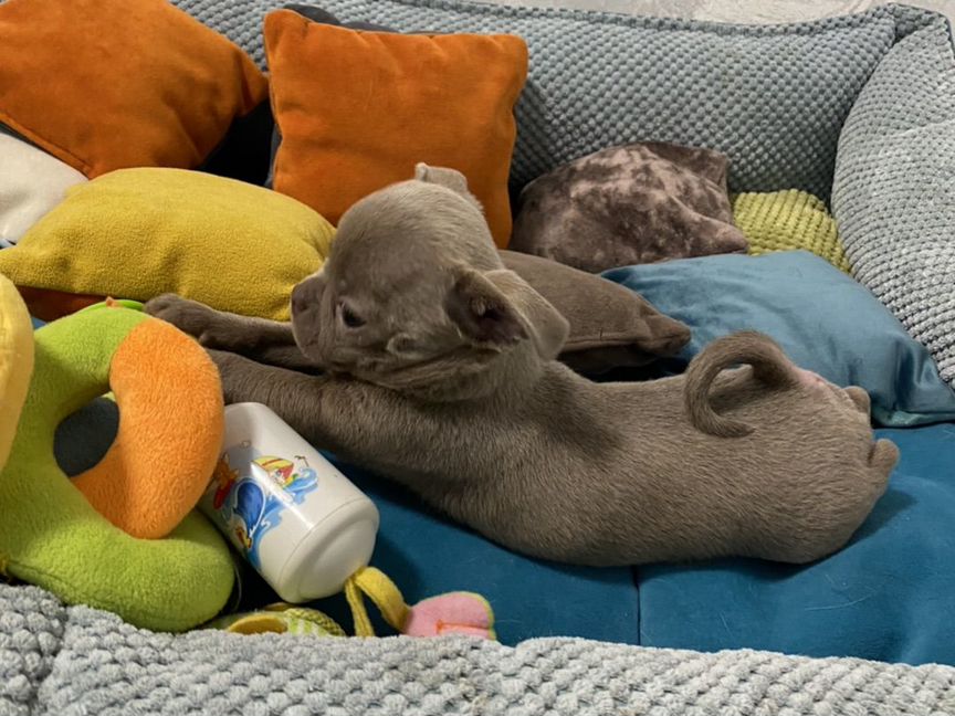 Красавчик лиловый