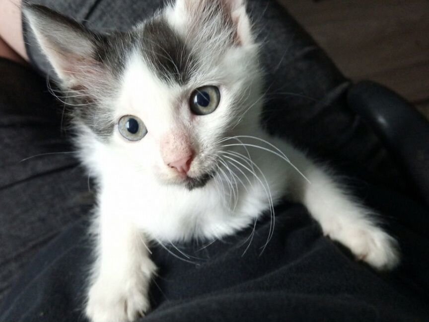 Котята в добрые руки, возраст 1.5 месяца