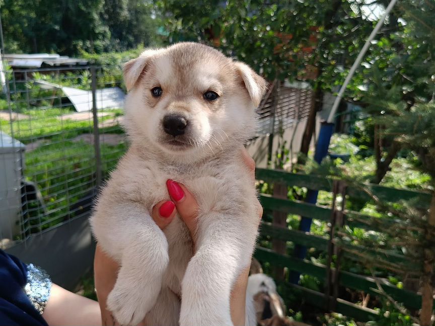 Метис лайка с хаски