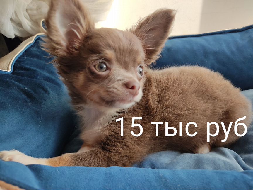 Зеленоглазый лиловый мальчуган 3 мес